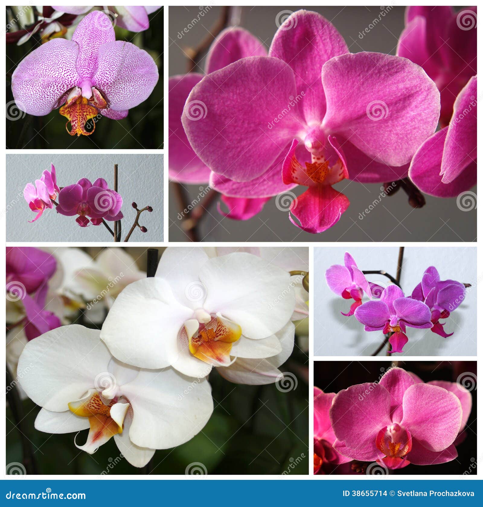 Orchidea Phalaenopsis - Mixture of Varieties Stock Photo - Image of ...