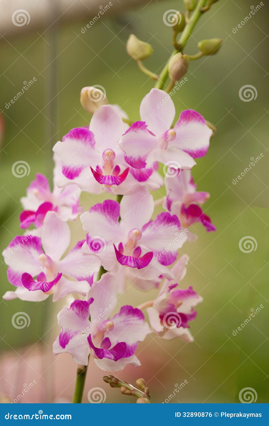 Orchidea Rosa, Pulcherrima Di Doritis Fotografia Stock - Immagine di ...