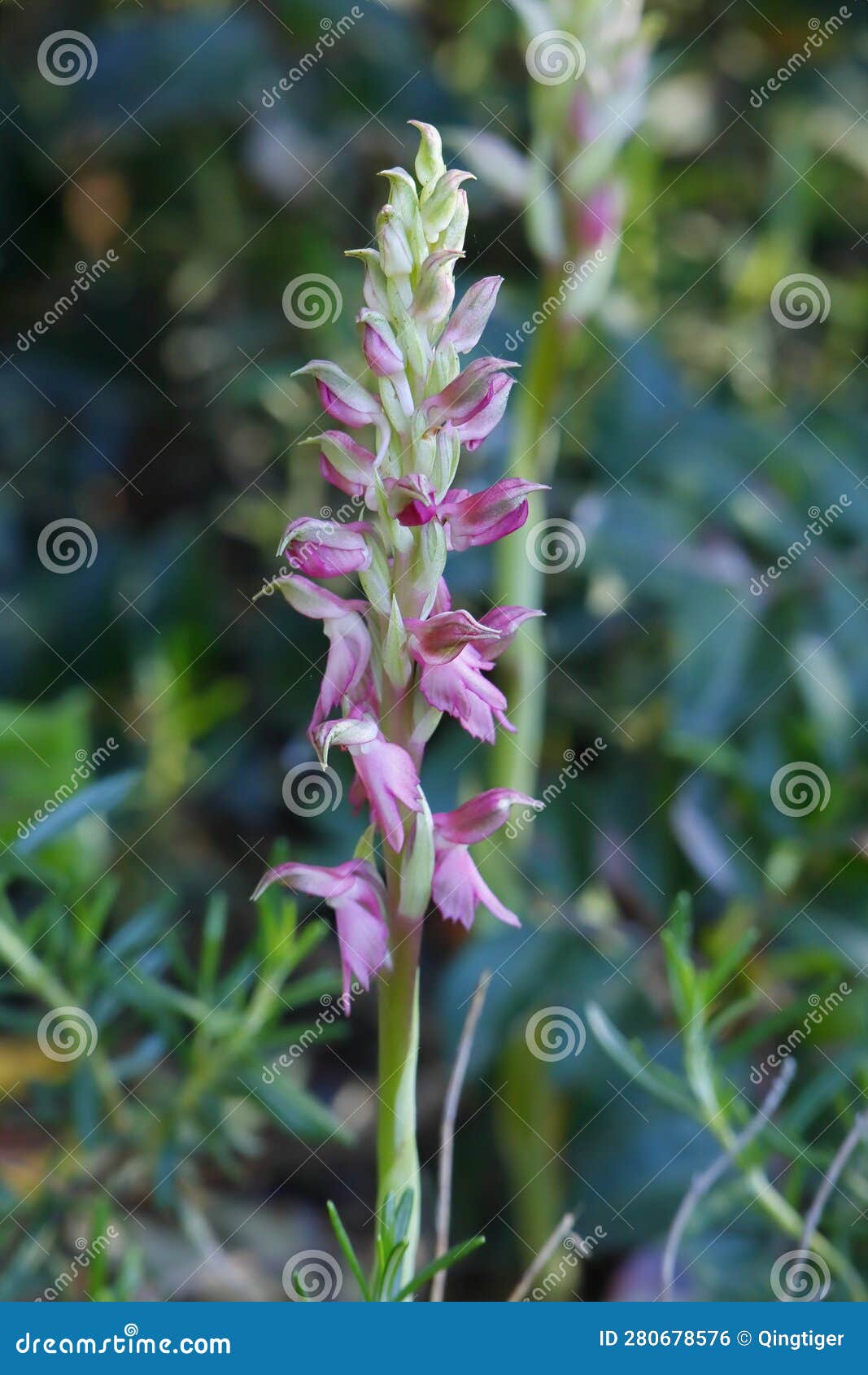 Orchidea Sancta Pink Flowers in the Forest. Stock Photo - Image of ...