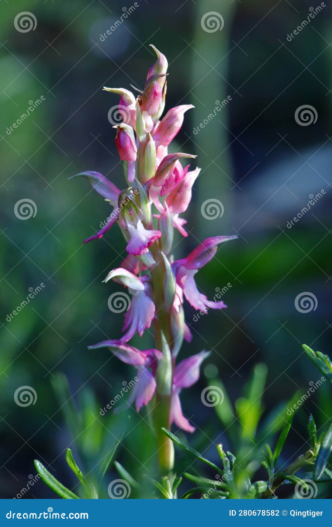 Orchidea Sancta Pink Flowers in the Forest. Stock Photo - Image of ...