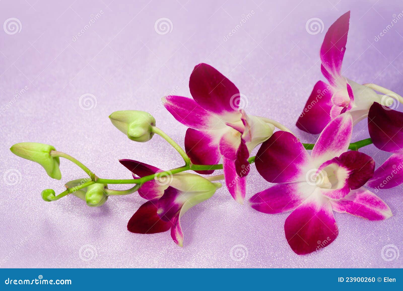 Orchidea Tailandese Del Bello Fiore Fotografia Stock - Immagine di ...