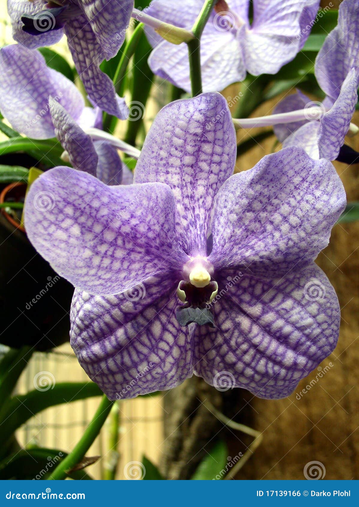 Orchidea Vanda fotografia stock. Immagine di orchidea - 17139166