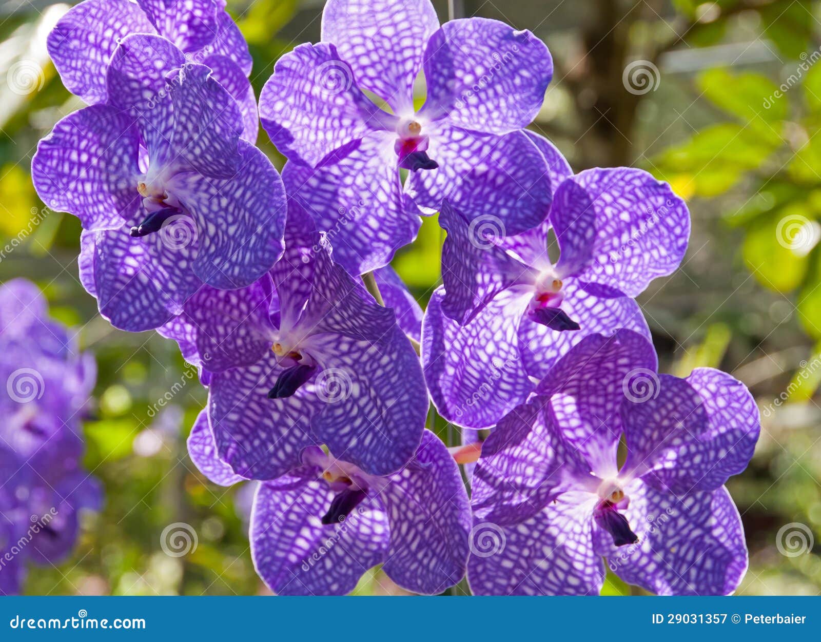 Orchidea Vanda immagine stock. Immagine di esotico, orientale - 29031357