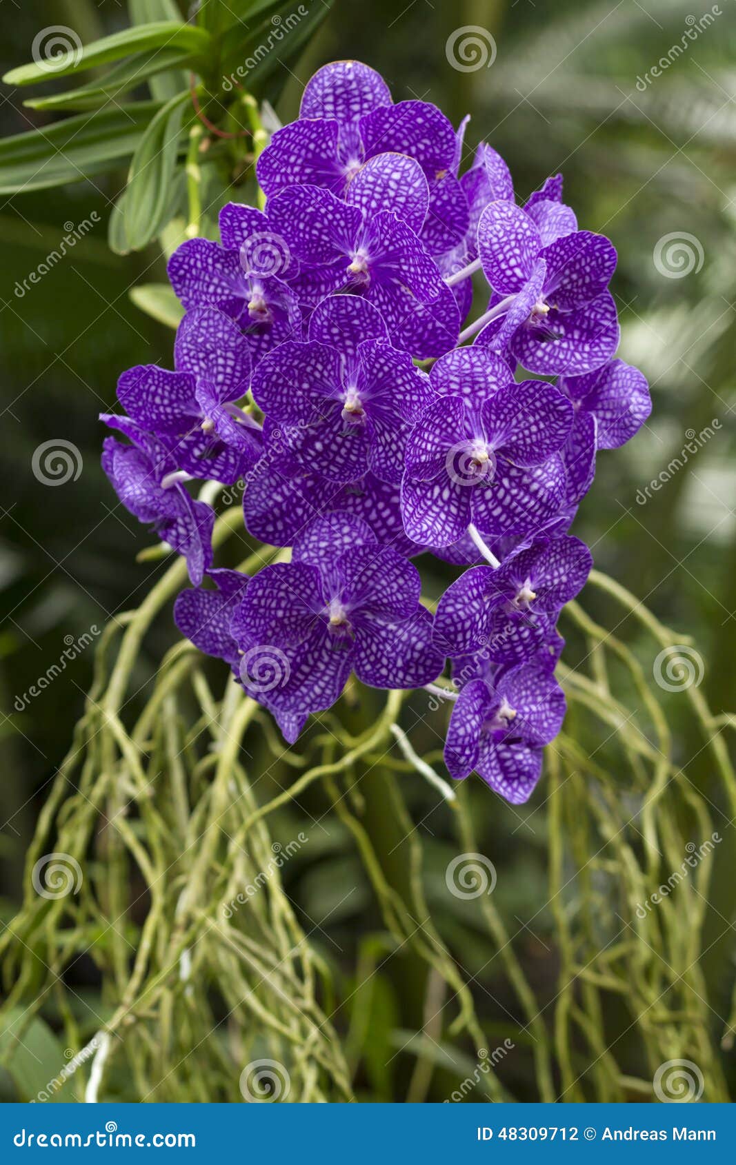 Beautiful Purple Orchidea Vanda Stock Photo - Image of petal, tropical ...