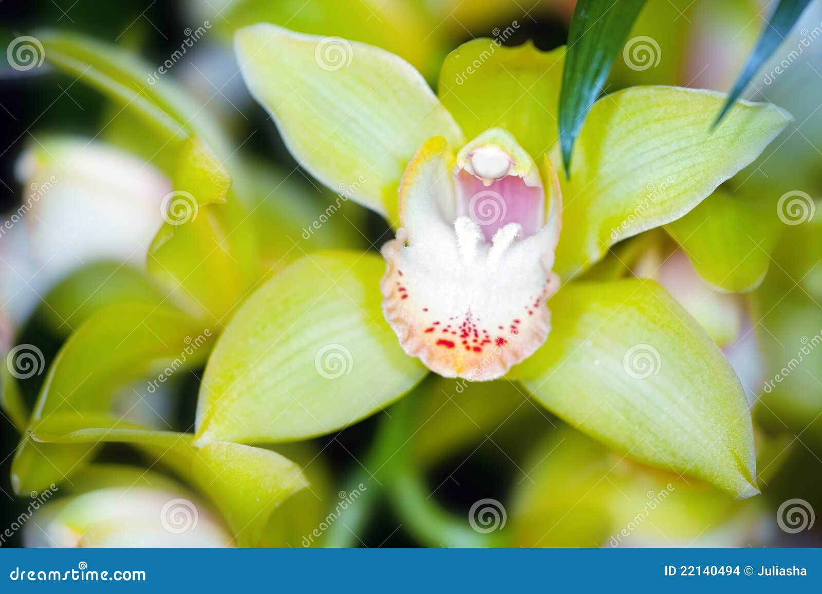 Orchidea verde fotografia stock. Immagine di sfondo, filiale - 22140494