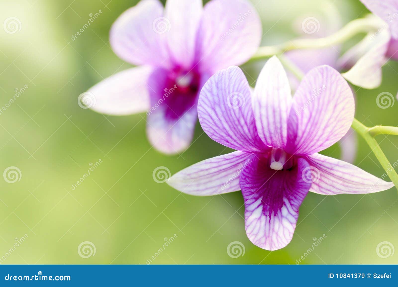 Orchidea viola immagine stock. Immagine di fiori, fragilità - 10841379