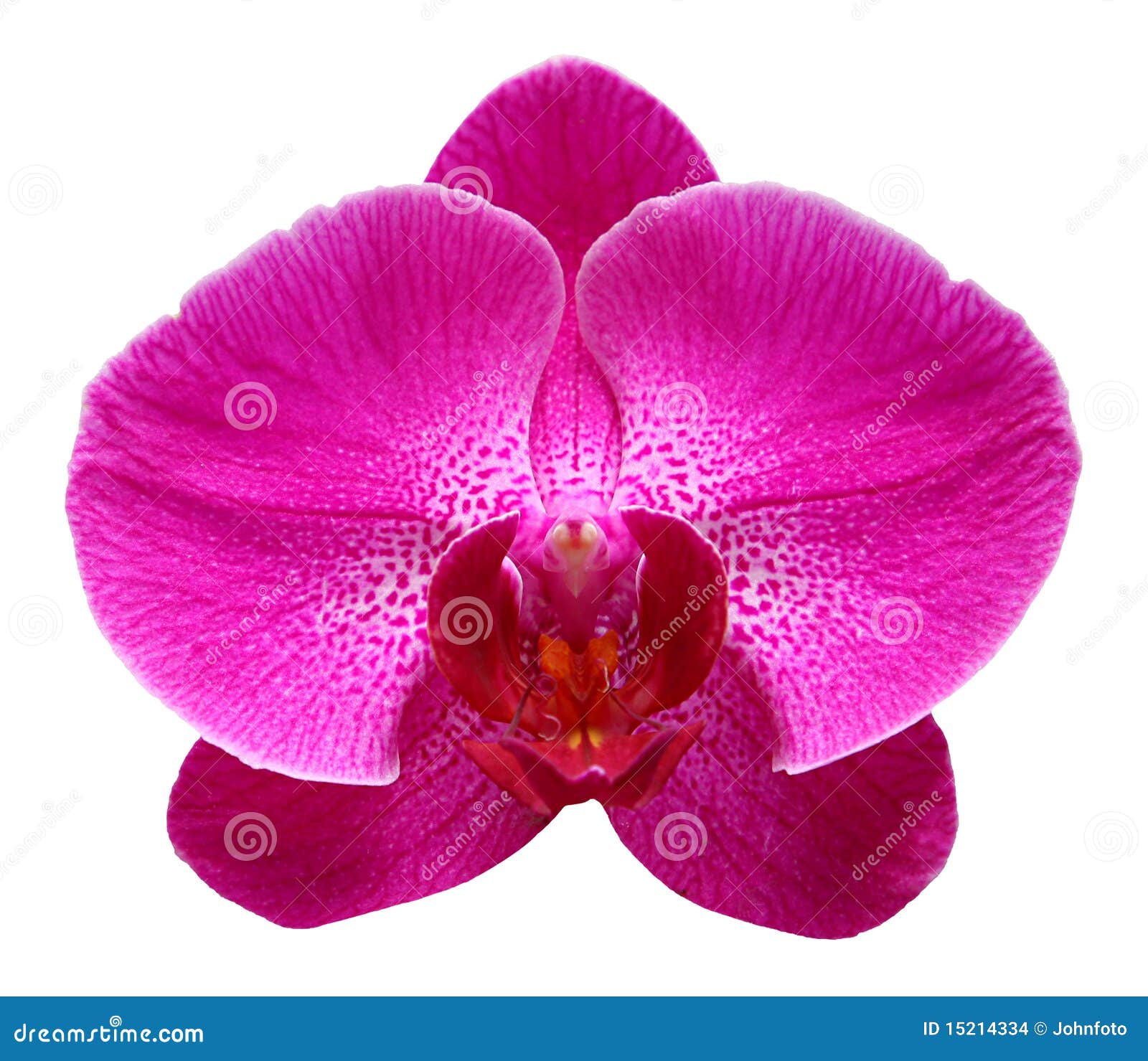 Orchidea viola fotografia stock. Immagine di bellezza - 15214334