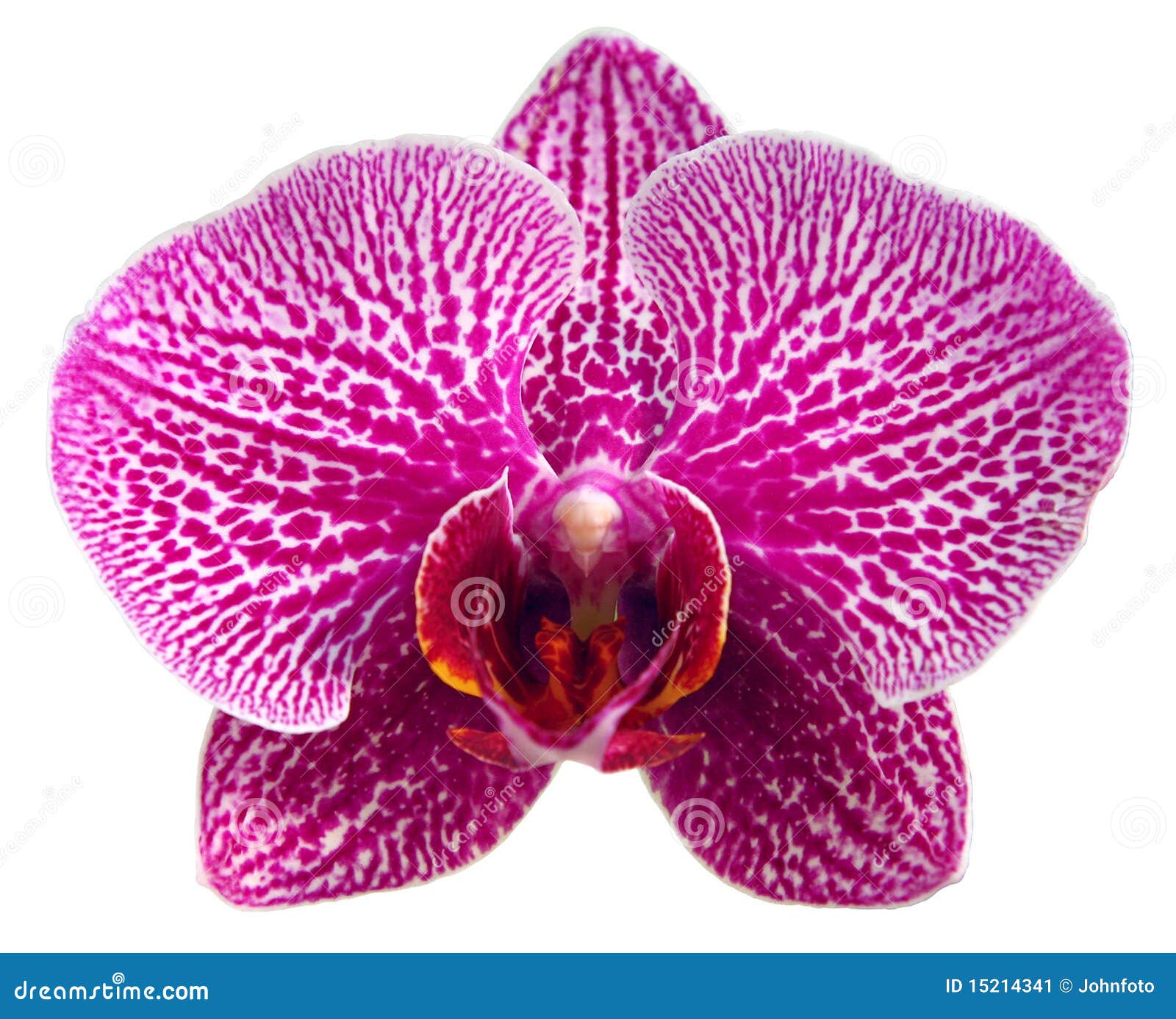 Orchidea viola immagine stock. Immagine di fioritura - 15214341