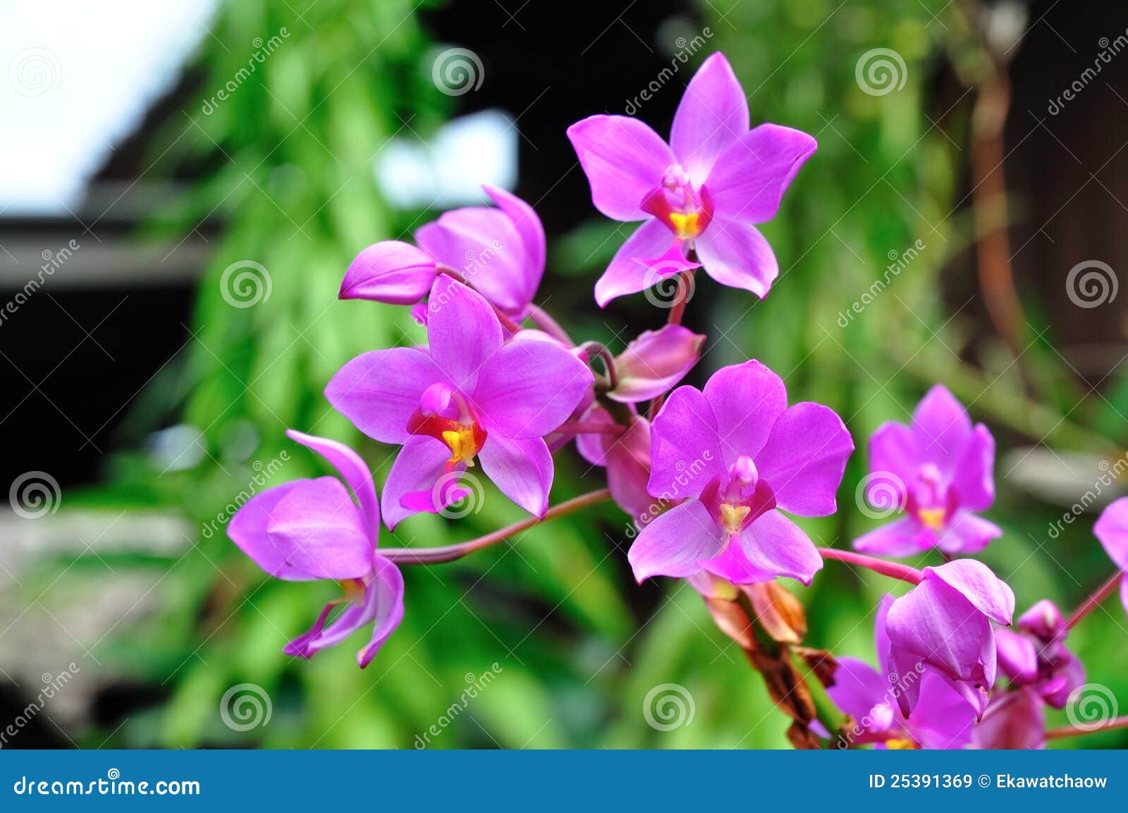 Orchidea viola immagine stock. Immagine di aroma, orchidea - 25391369