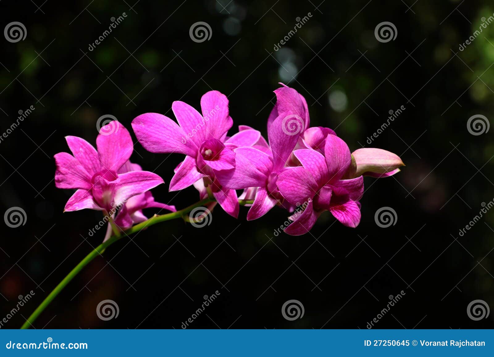 Orchidea viola immagine stock. Immagine di filiale, lobo - 27250645