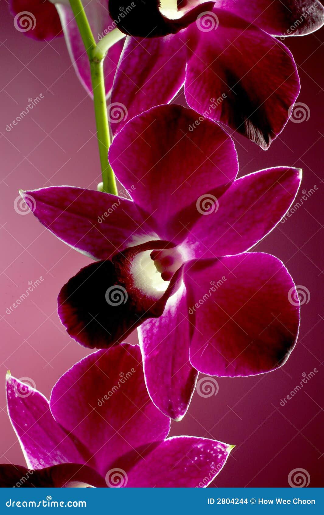Orchidea viola fotografia stock. Immagine di viola, fiore - 2804244