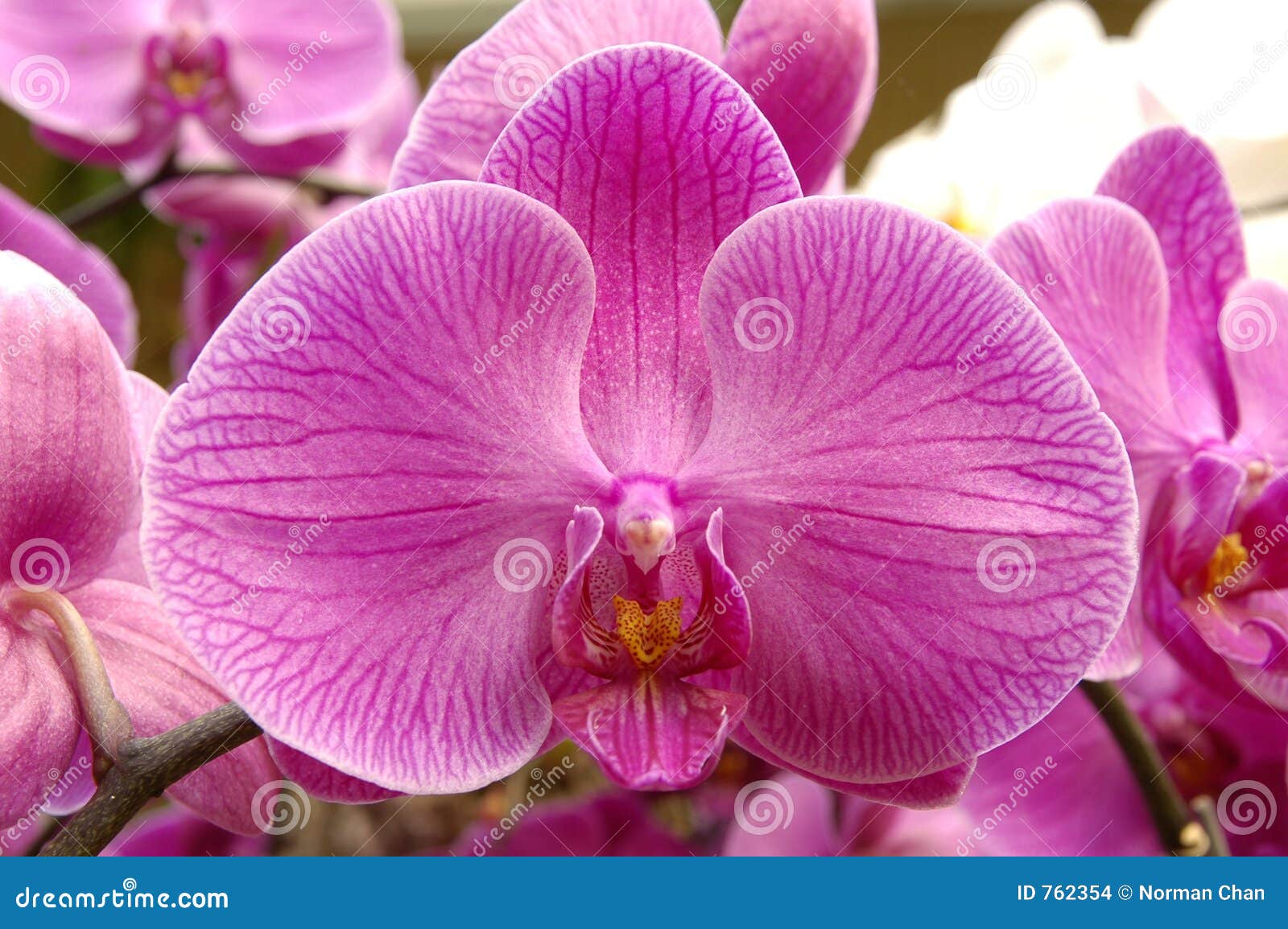 Orchidea viola fotografia stock. Immagine di pianta, giardino - 762354