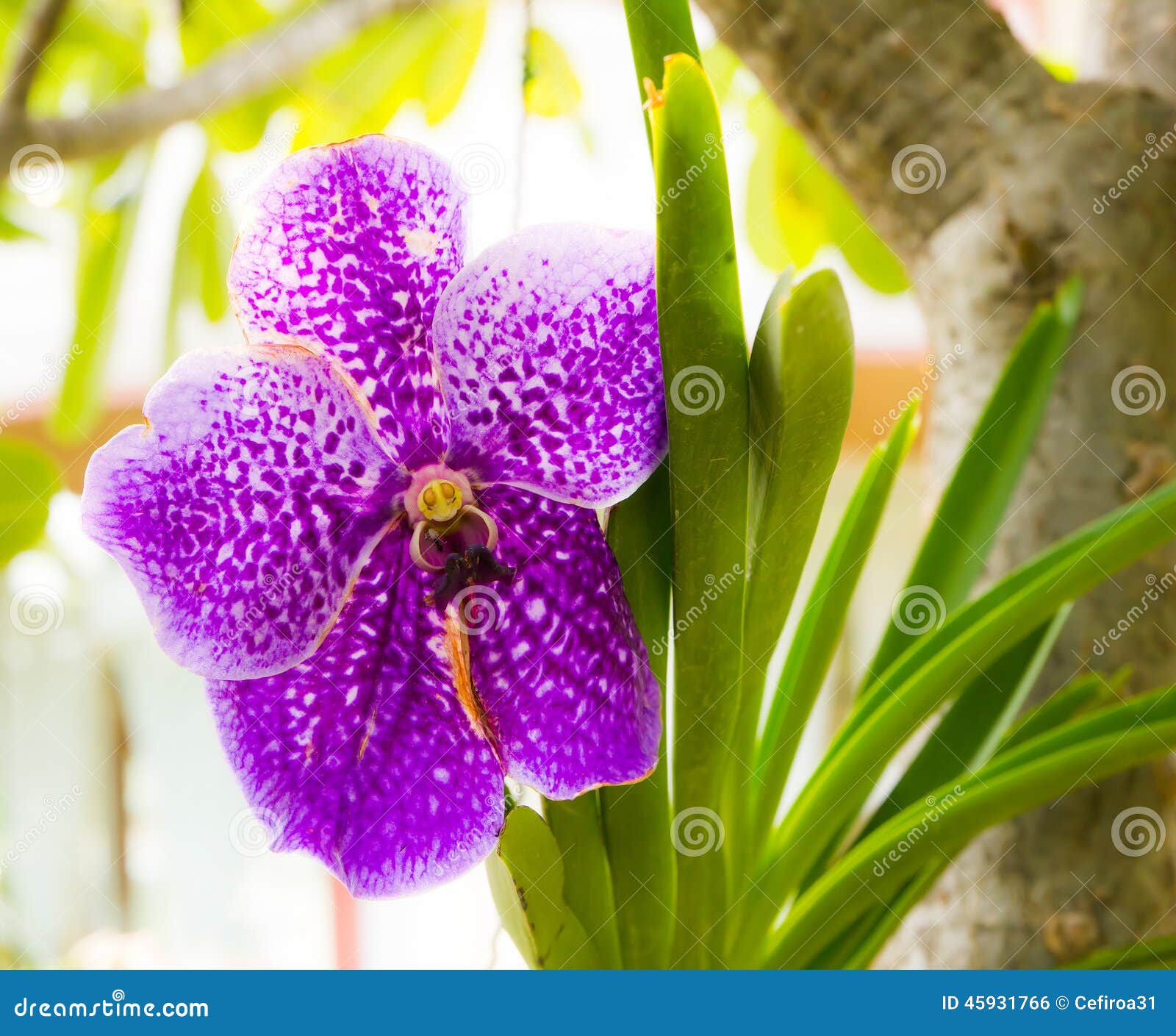 Orchidea viola di Vanda fotografia stock. Immagine di orchidea - 45931766