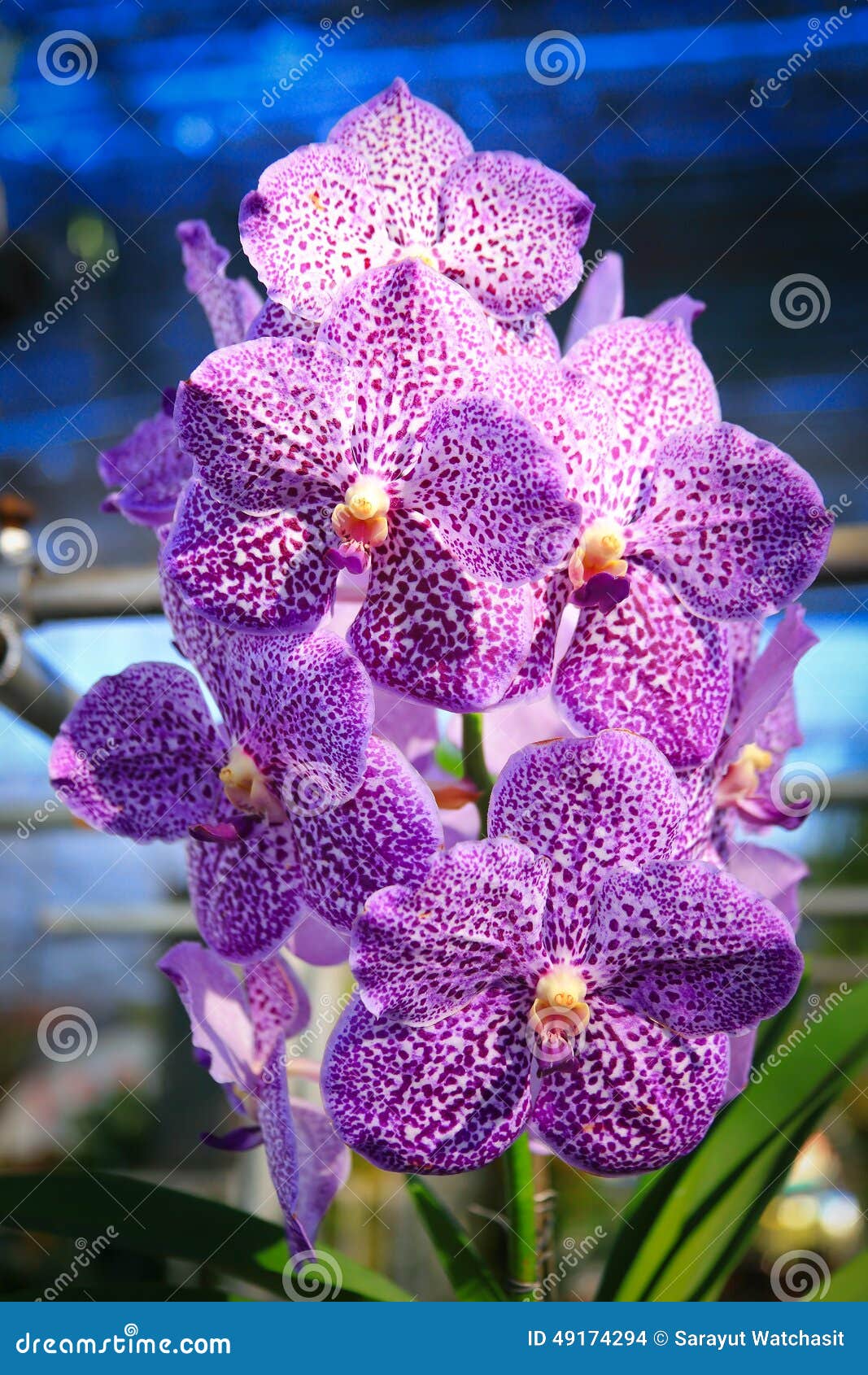 Orchidea viola di Vanda fotografia stock. Immagine di stabilito - 49174294