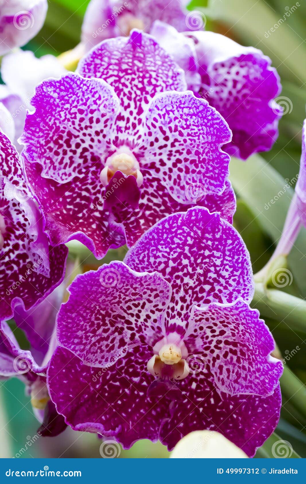 Orchidea viola di Vanda fotografia stock. Immagine di vanda - 49997312