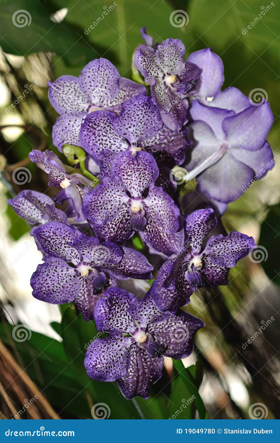 Orchidea Viola Nella Giungla Fotografia Stock - Immagine di nave ...
