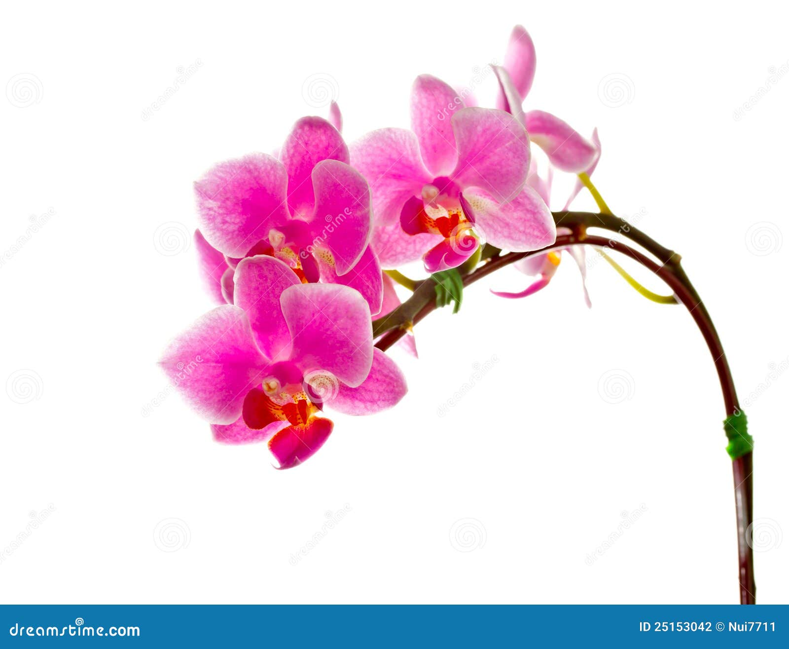 Orchidea Viola Su Priorità Bassa Bianca 2 Fotografia Stock - Immagine ...
