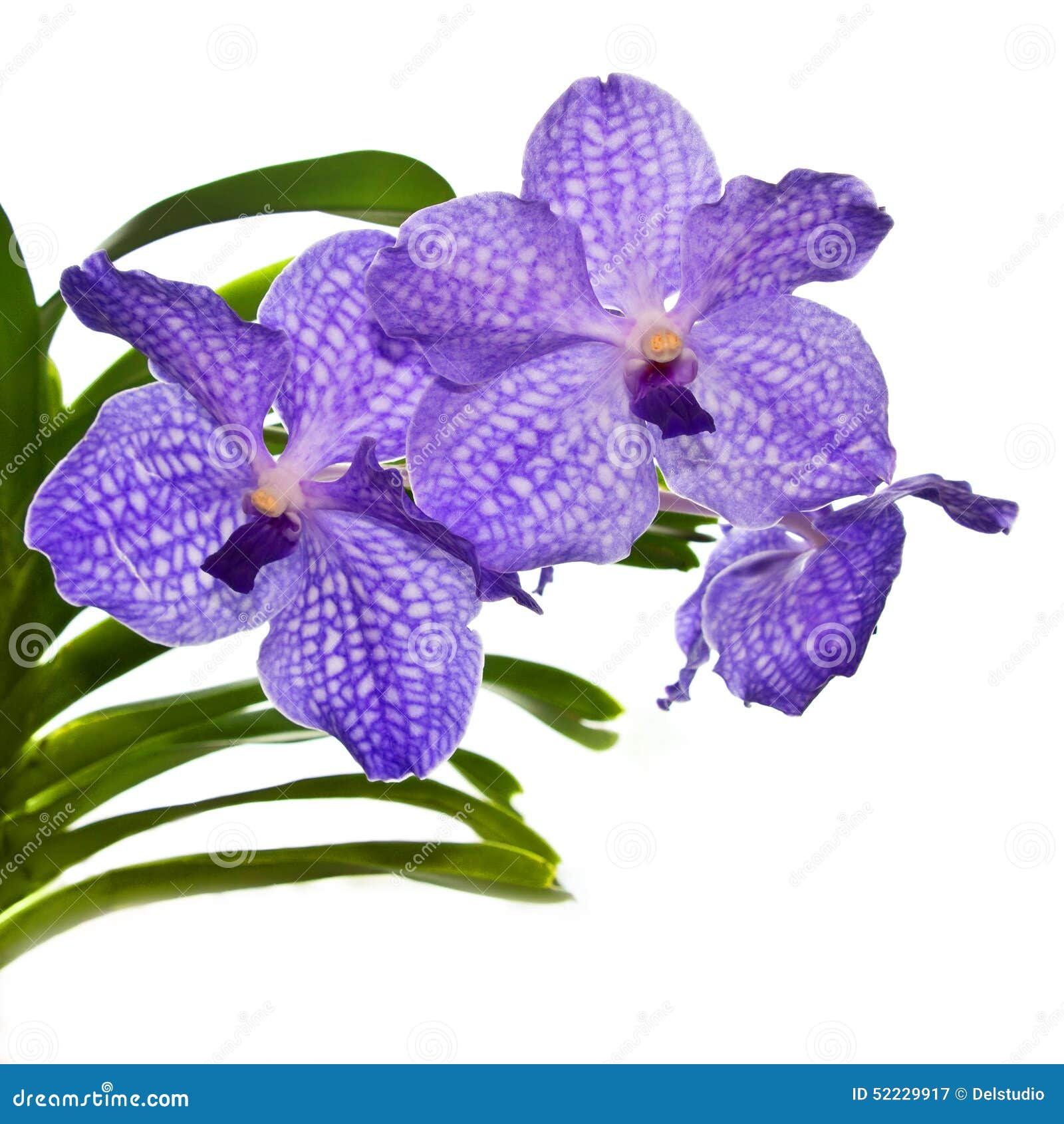 Orchidea Viola Vanda Isolata Su Bianco Immagine Stock - Immagine di ...
