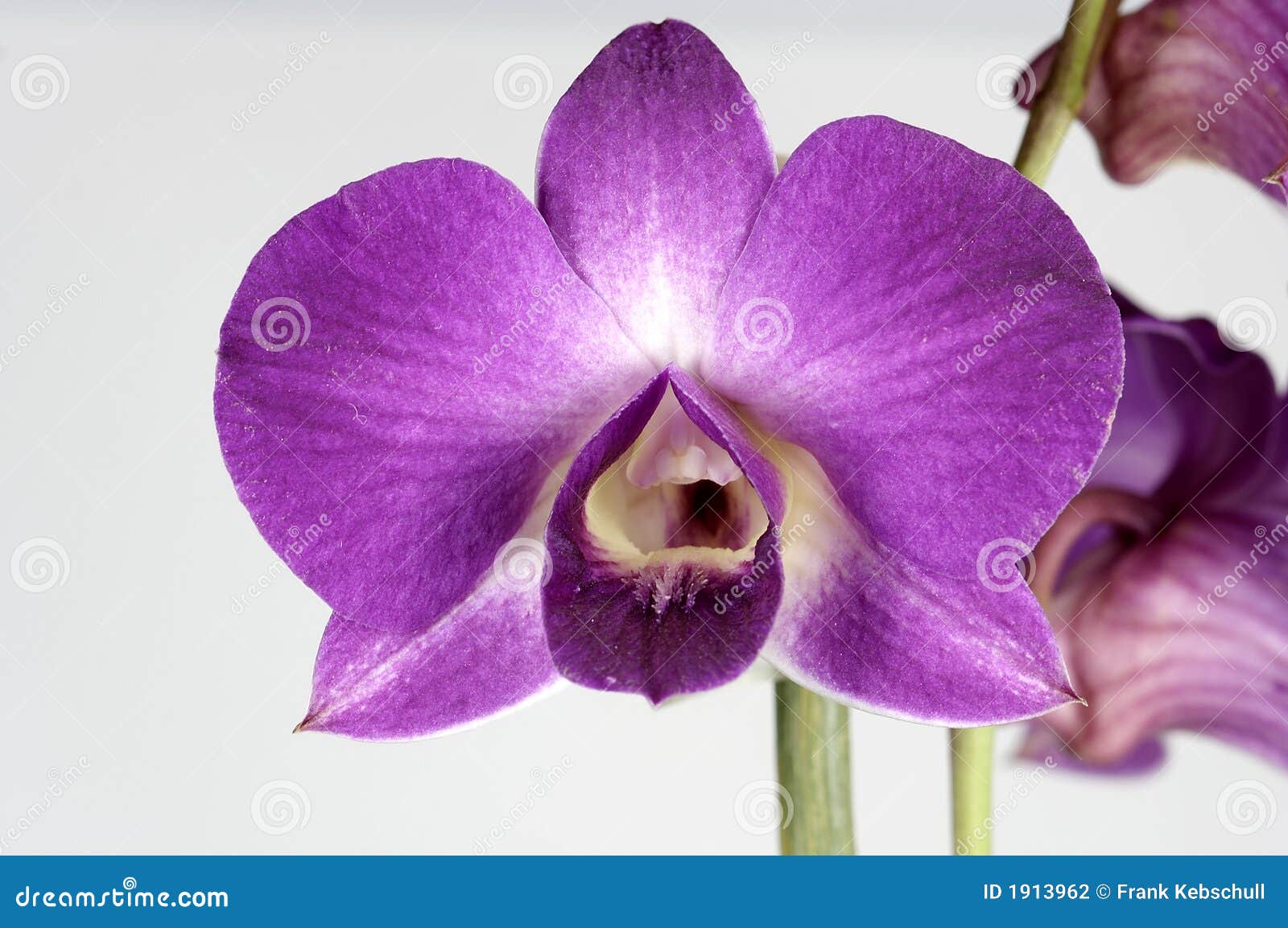 Orchidee stock photo. Image of orchid, plant, easy, bloom - 1913962