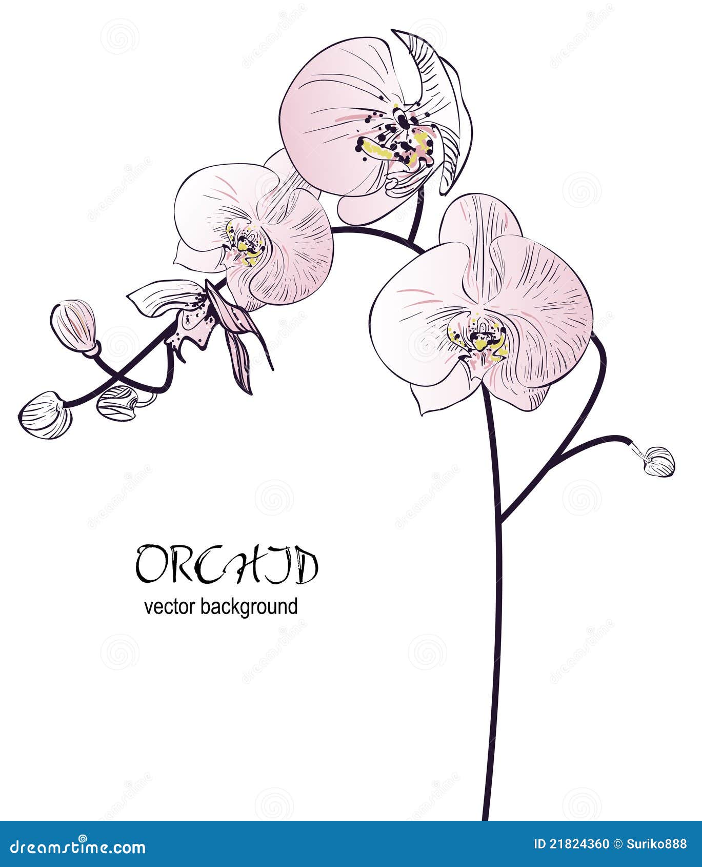 Orchidee vector illustratie. Illustration of boeket, romantisch - 21824360