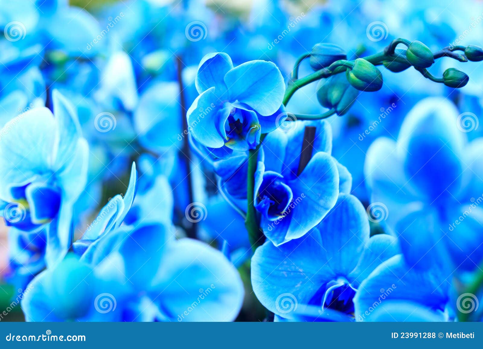 Orchidee blu fotografia stock. Immagine di petalo, giardino - 23991288