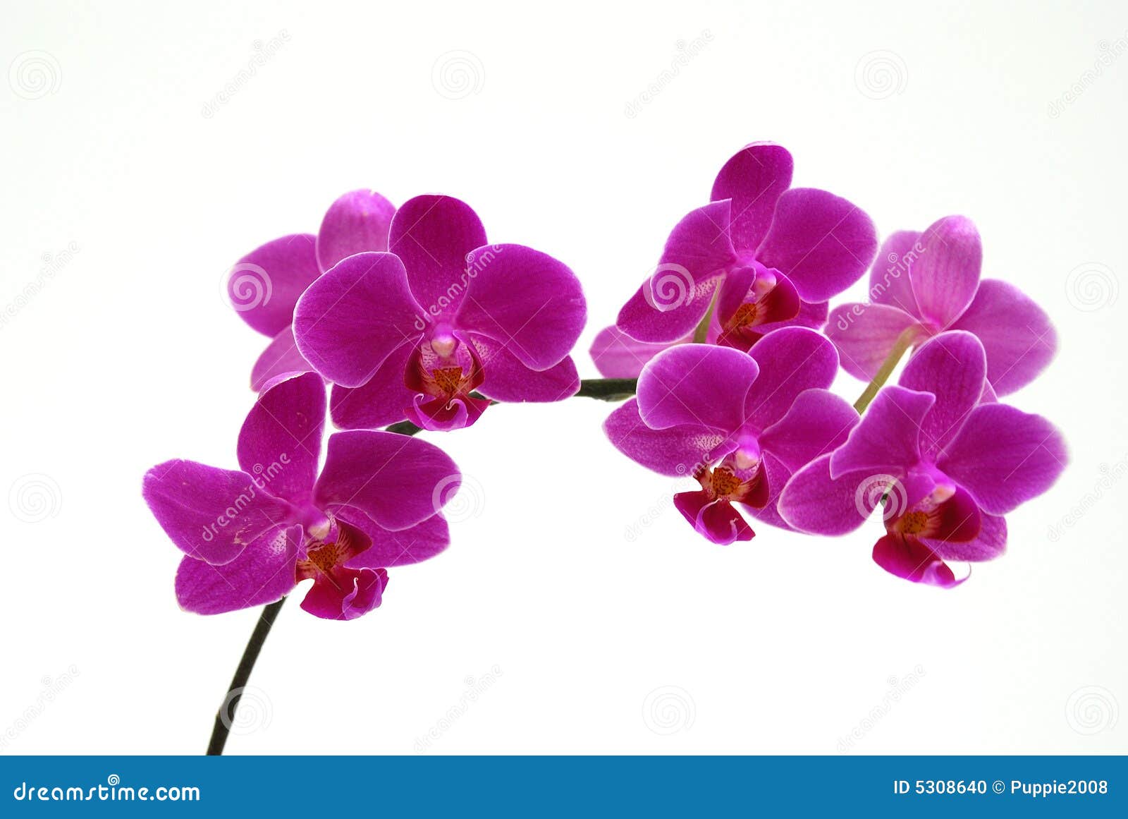Orchidee - dunkles Rosa stockfoto. Bild von blume, schön - 5308640