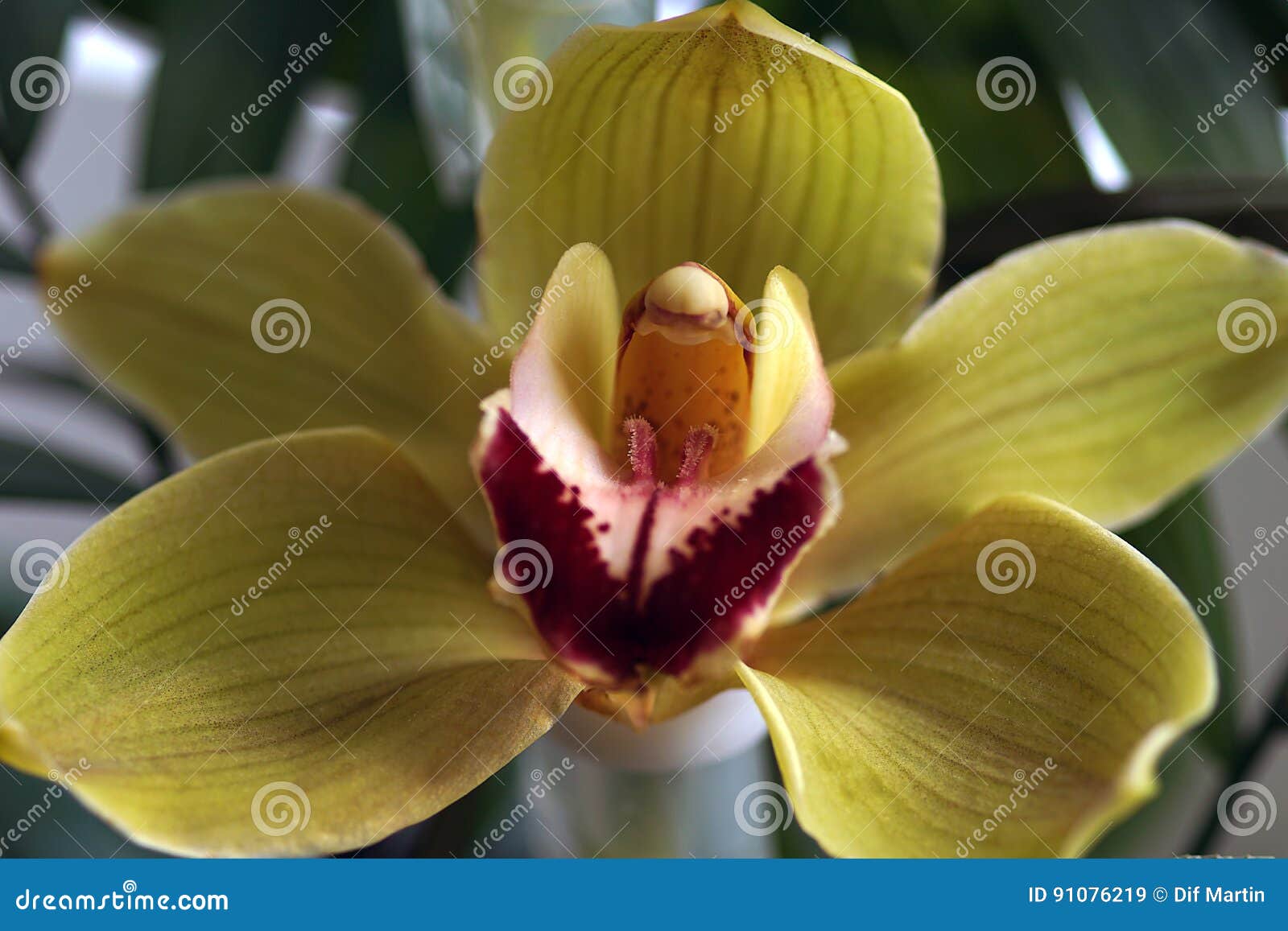 Orchidee Groene Bloem - Gele Kleur Bloemstamper Stock Afbeelding ...
