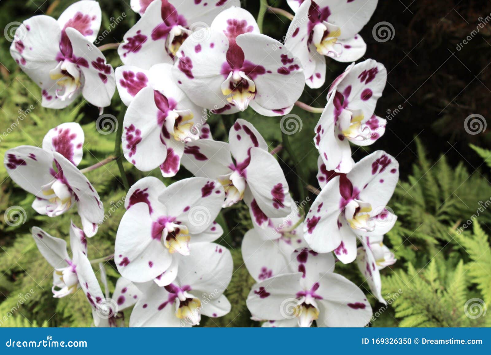 Orchidee macchiate fotografia stock. Immagine di bello - 169326350