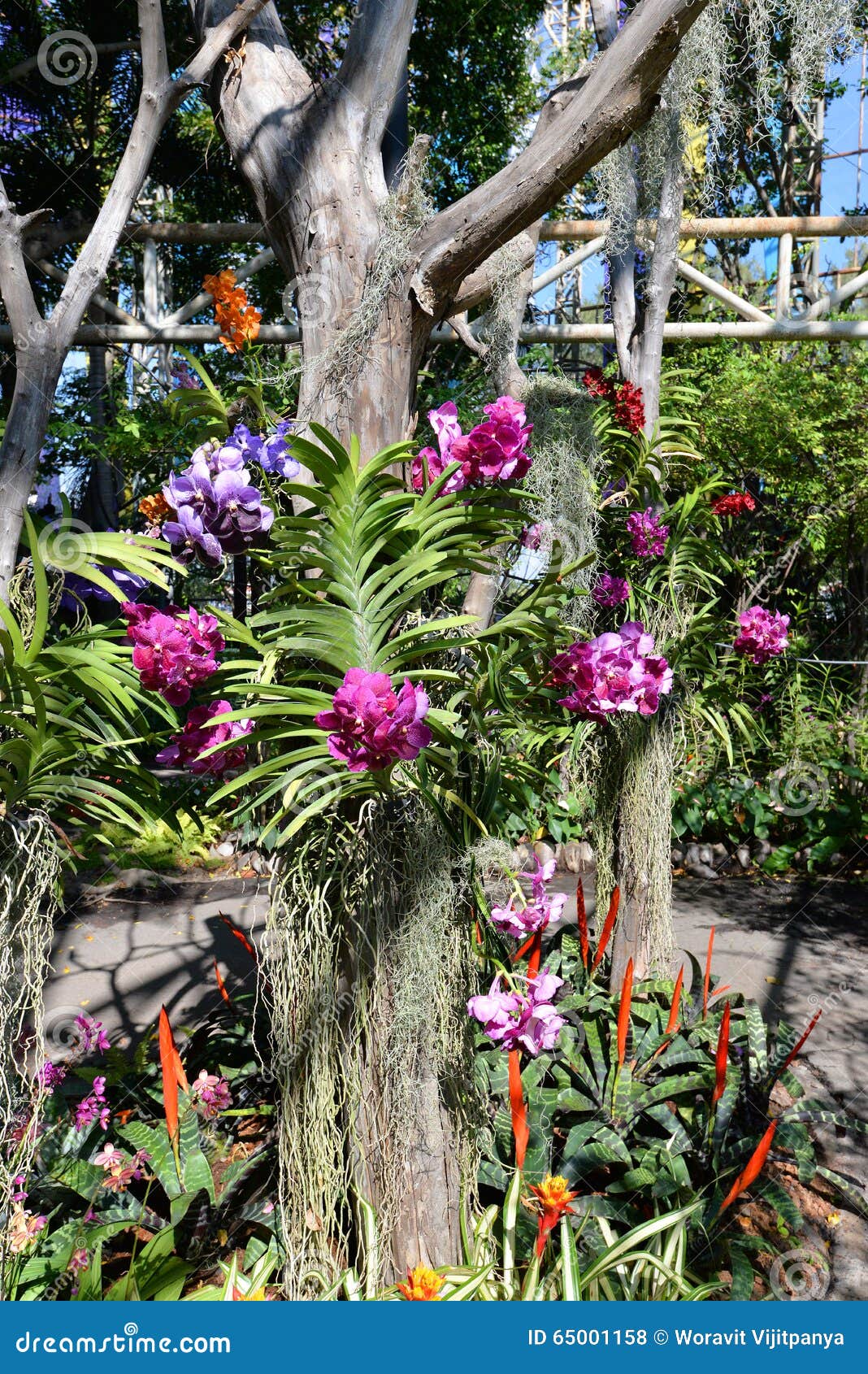 Orchidee op boom stock foto. Image of installaties, installatie - 65001158