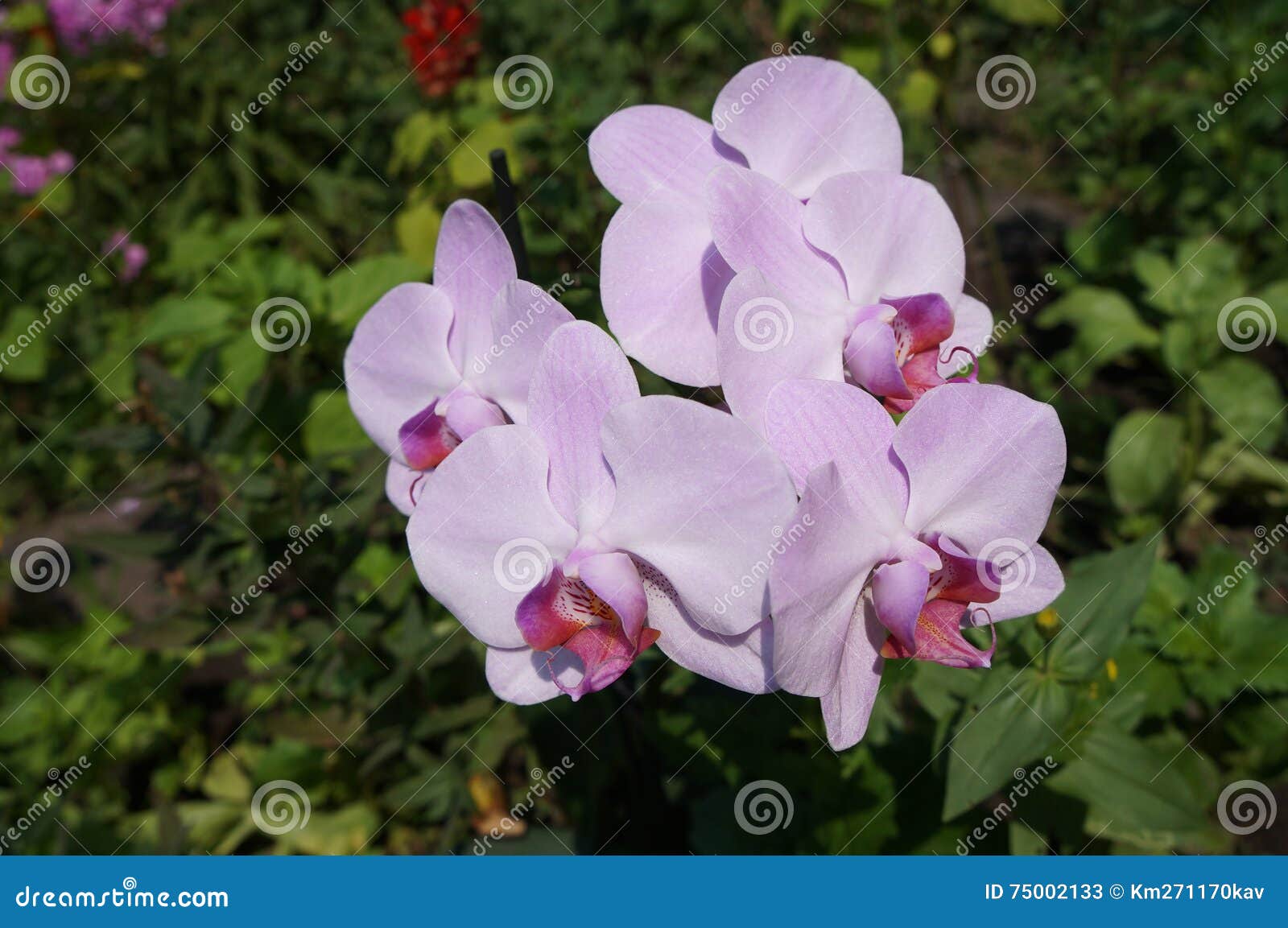 Orchidee,phalaenopsis Stock Photo | CartoonDealer.com #1986168