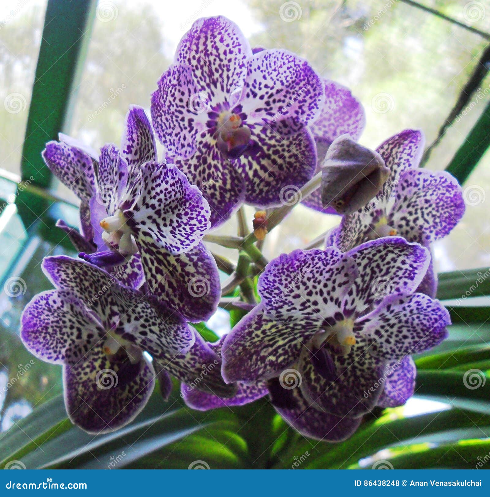 Orchidee Rare - Giardini Botanici Di Singapore Fotografia Stock ...