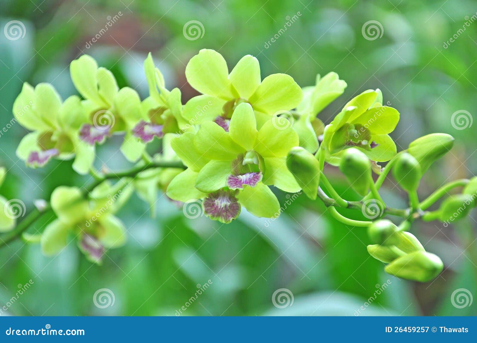 Orchidee verdi immagine stock. Immagine di elemento, colorato - 26459257