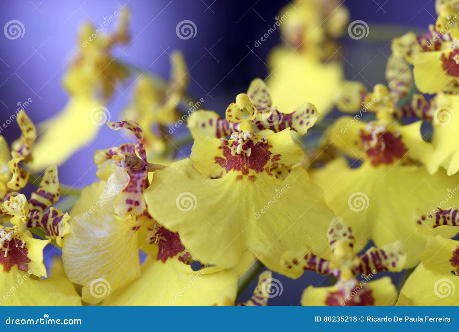Orchideespecies Van De Soort Oncidium Stock Foto - Image of wild ...