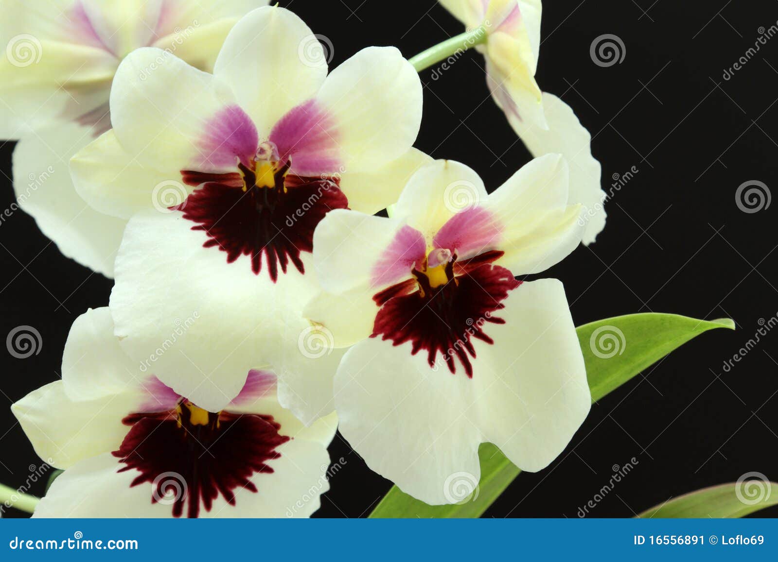 Orchids stock image. Image of exotic, flora, orchidae - 16556891