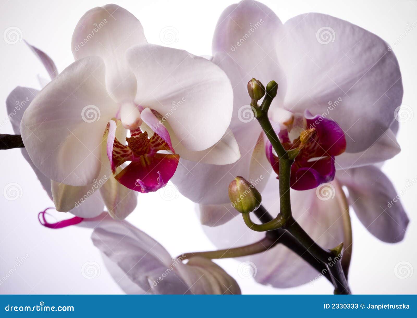 ORCHIDS stock image. Image of delicate, decorative, romance - 2330333