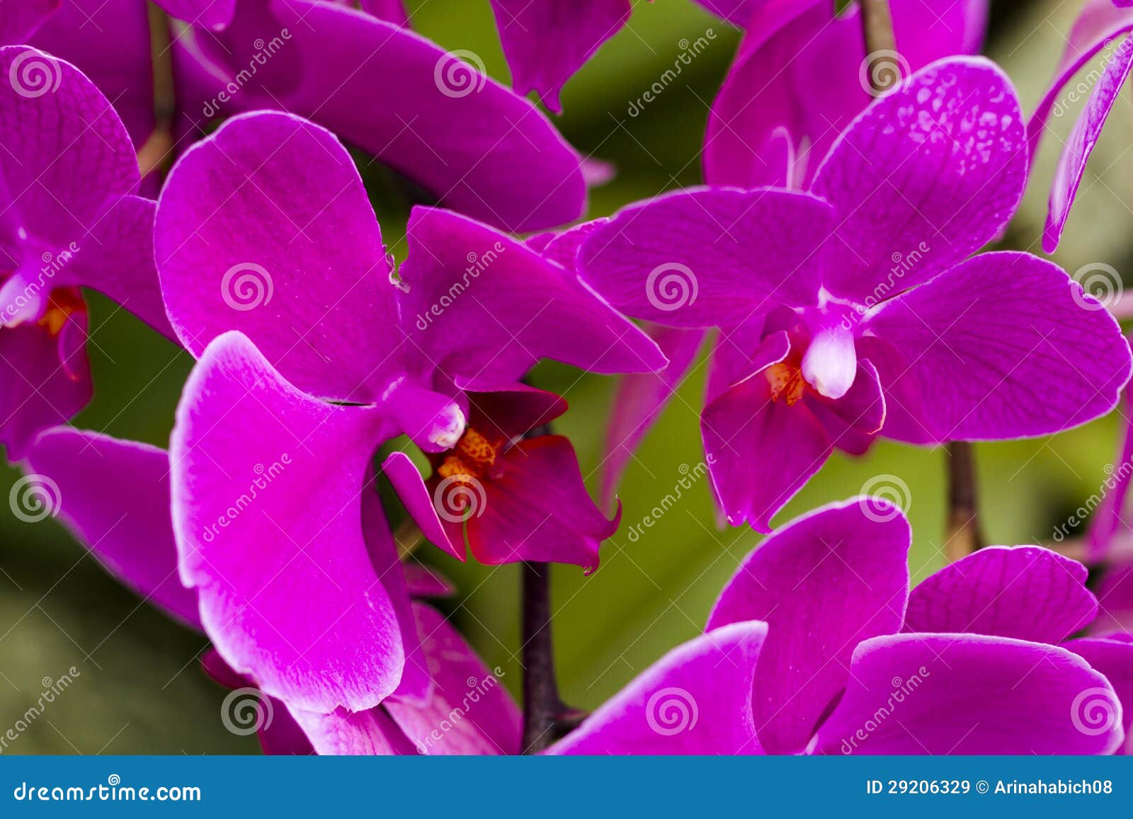 Orchids stock image. Image of close, orchis, plant, labellum - 29206329