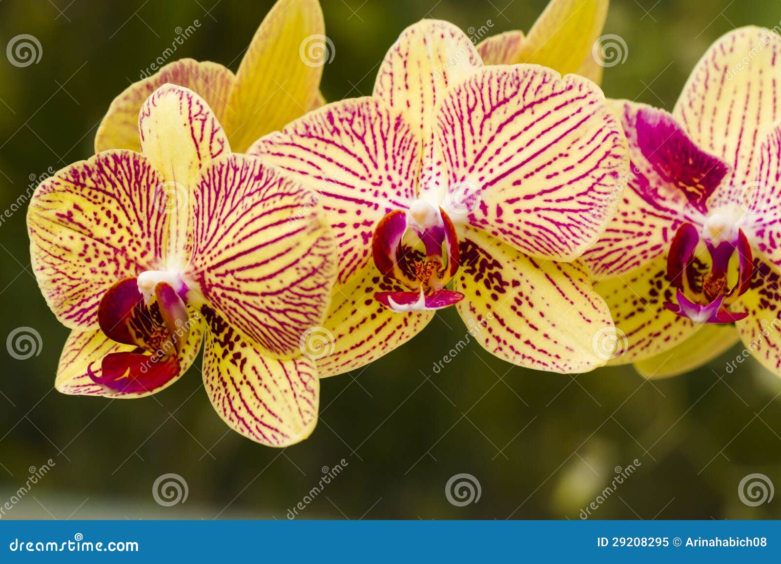 Orchids stock image. Image of labellum, nature, macro - 29208295