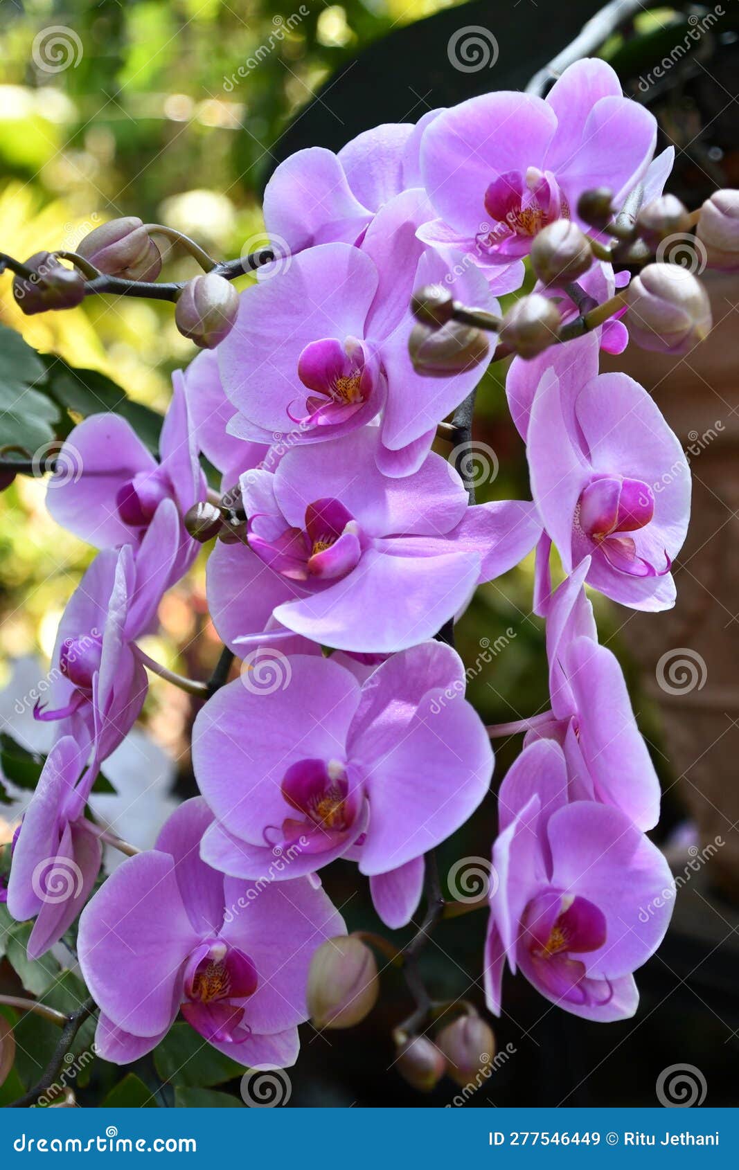 Orchids stock image. Image of colorful, orange, background - 277546449