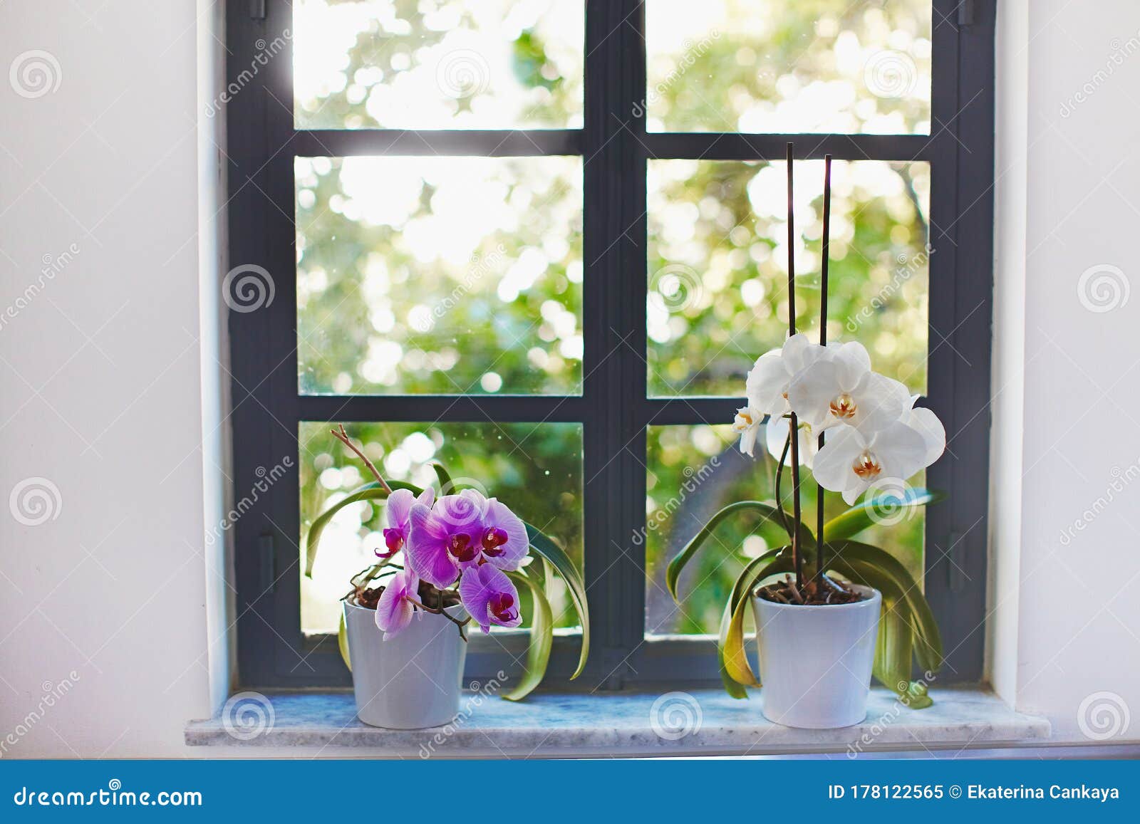 Orchids Blooming on Window of Cozy House Stock Image - Image of plant ...