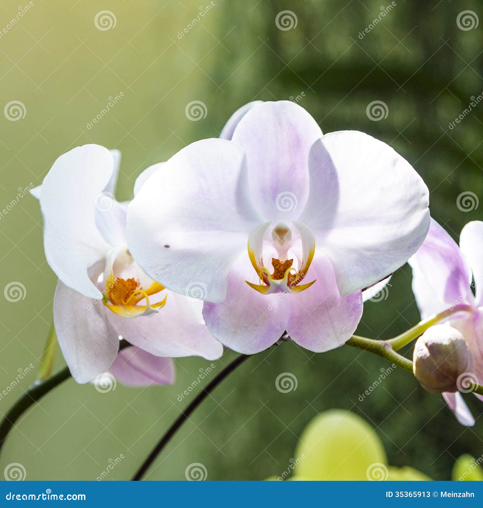 Orchids in the Botanical Garden Stock Image - Image of colorful, color ...