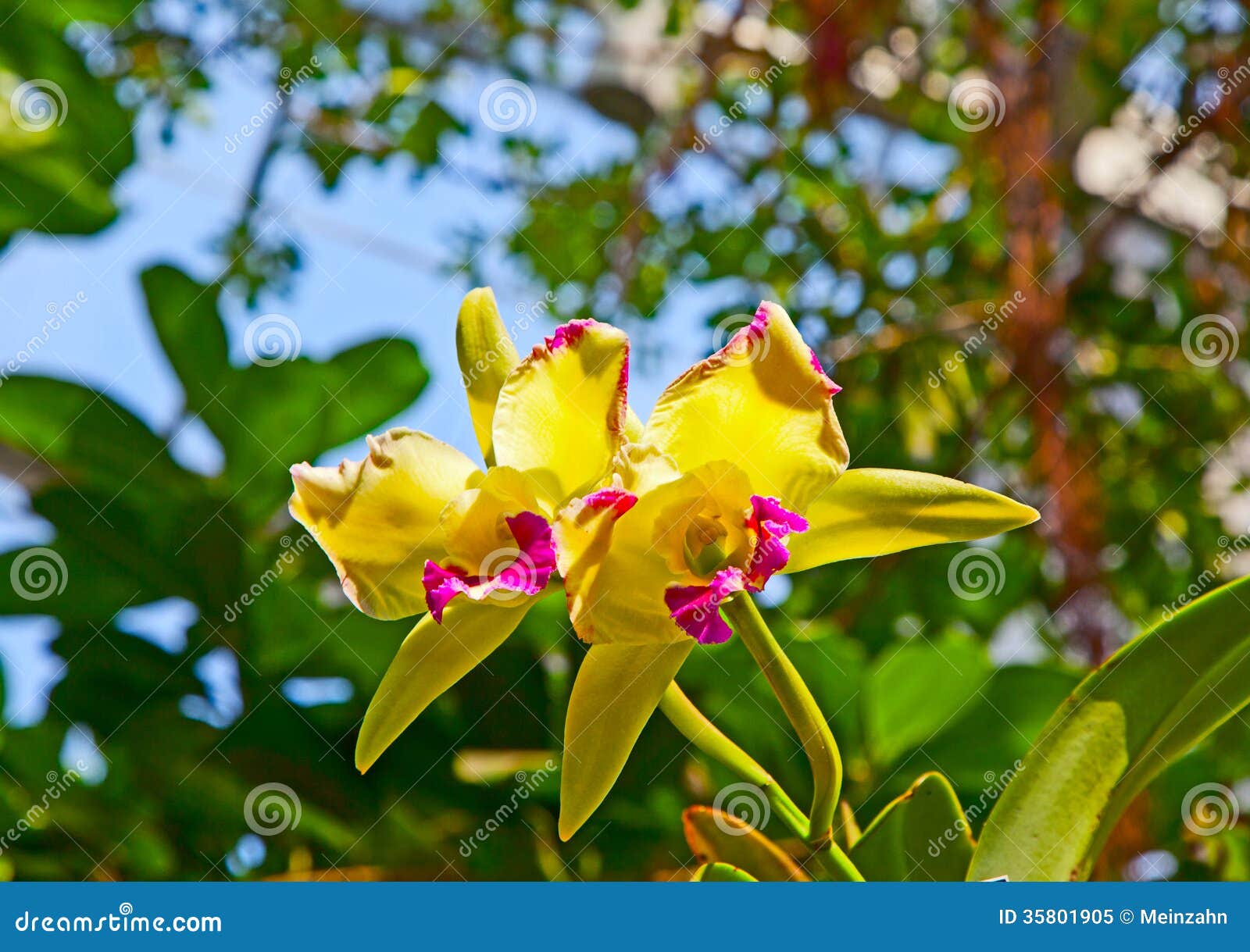 Orchids in the Botanical Garden Stock Image - Image of bright ...