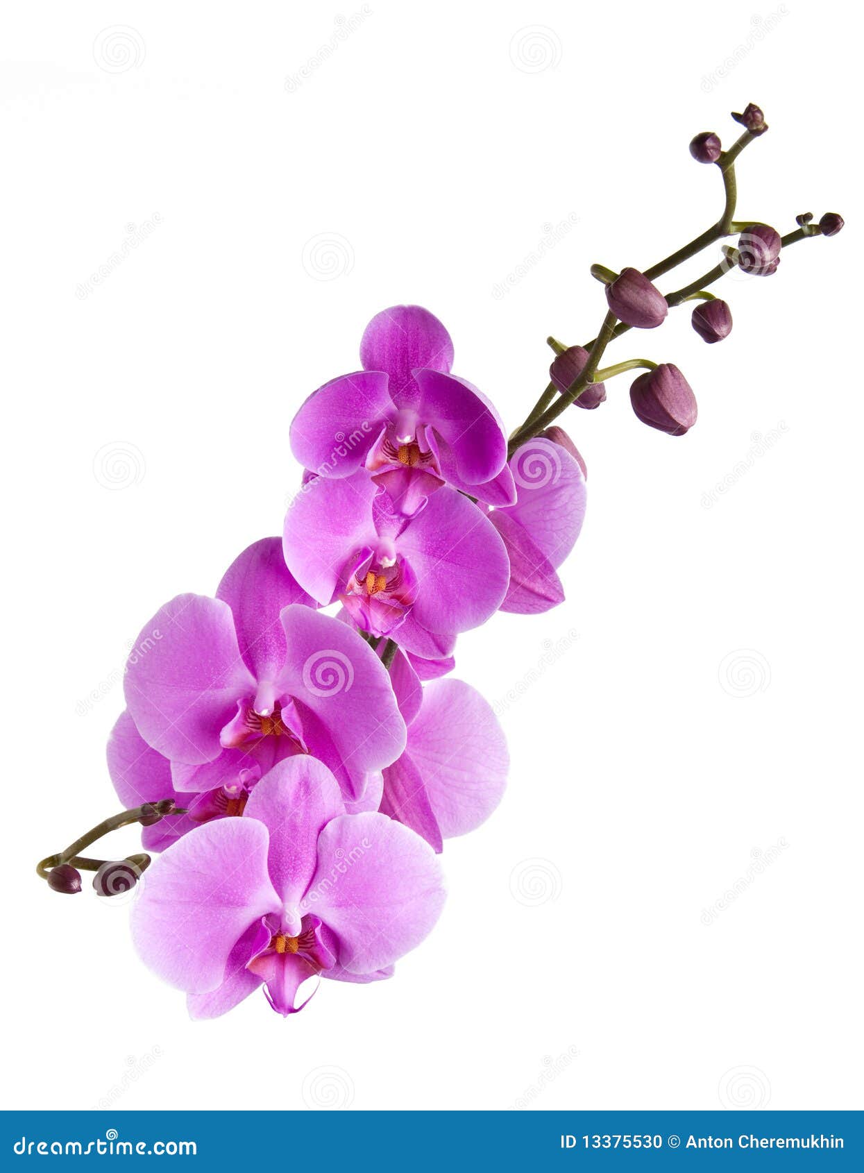 Orchids branch stock photo. Image of card, bunch, flora - 13375530