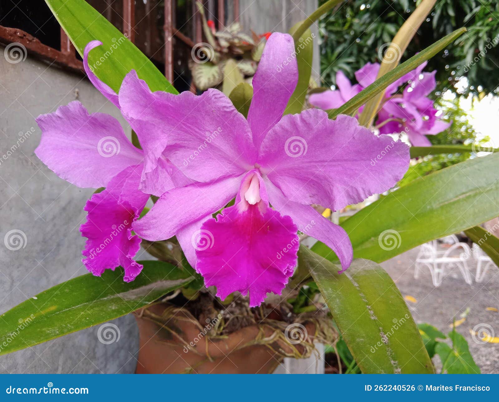 Orchids Cattleya blooms stock photo. Image of garden - 262240526