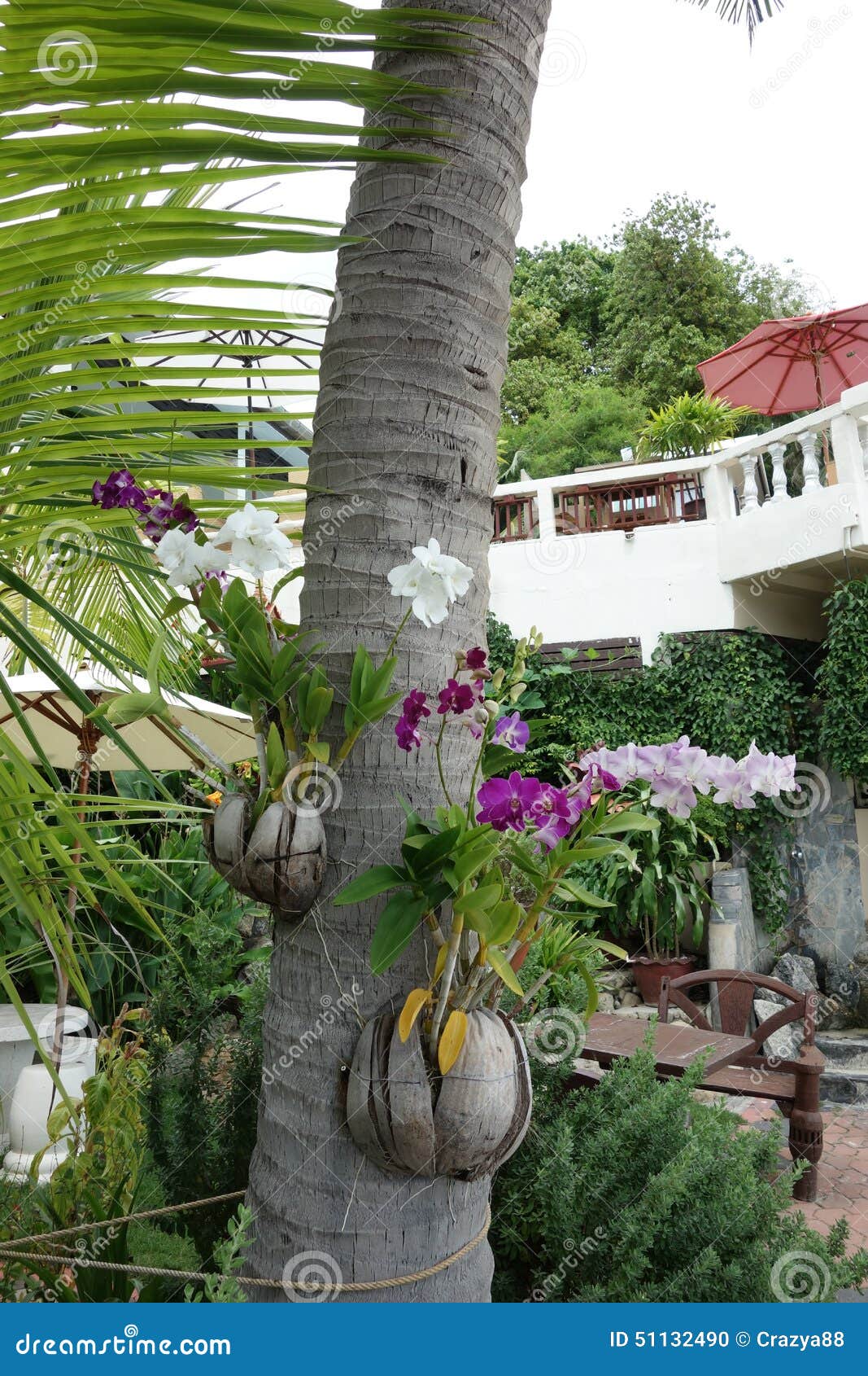Orchids in Coconut Planters on a Palm Tree Stock Photo - Image of ...