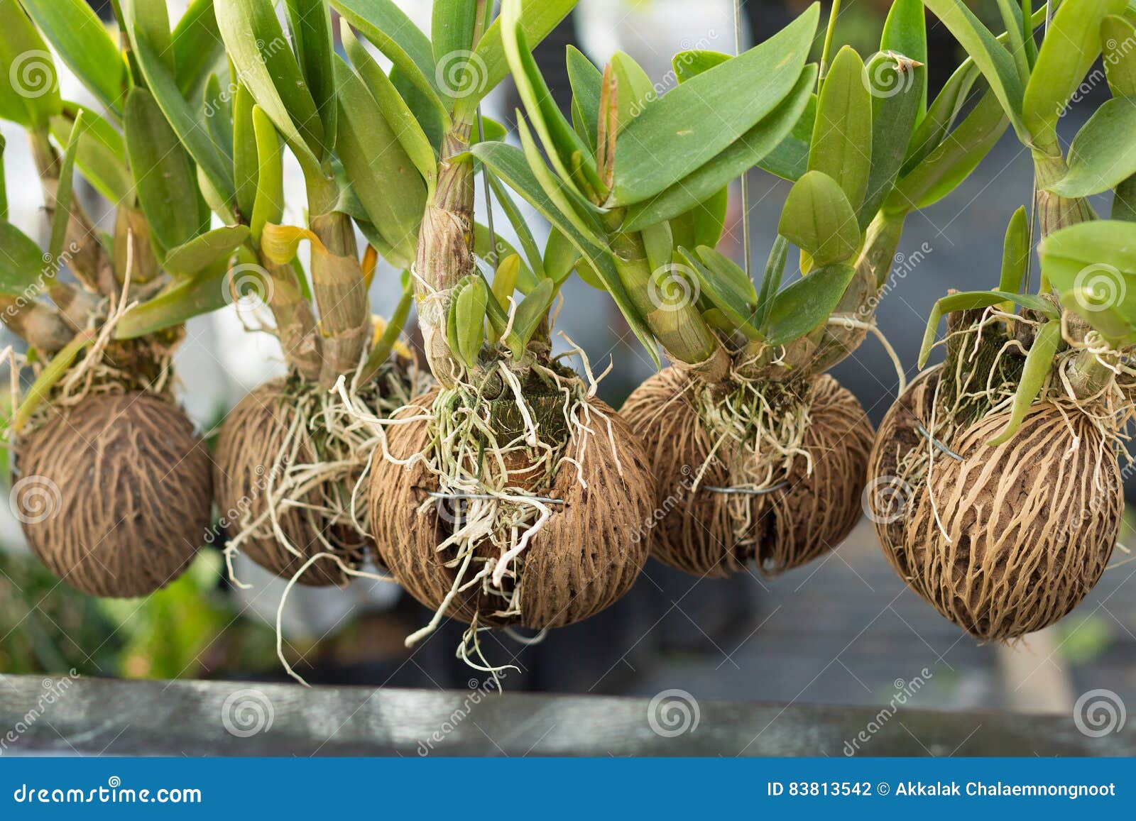 The Orchids in the Dried Coconut Shell Stock Photo - Image of flora ...