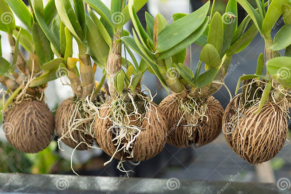 The Orchids in the Dried Coconut Shell Stock Photo - Image of flora ...