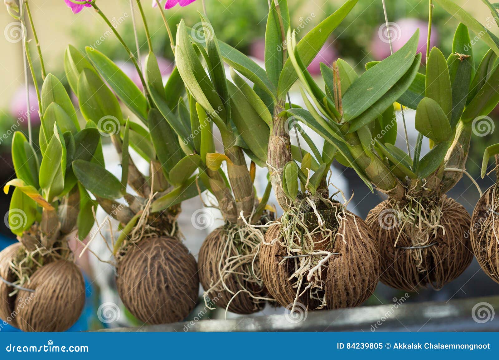 The Orchids in the Dried Coconut Shell Stock Image - Image of hand ...
