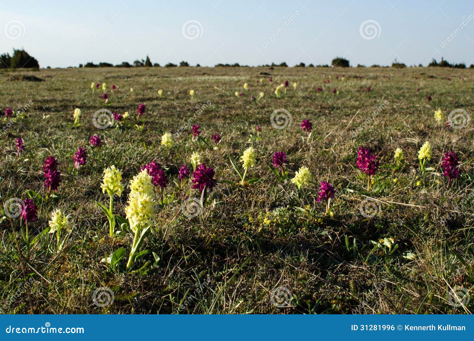 Orchids field stock photo. Image of sambucina, horizontal - 31281996