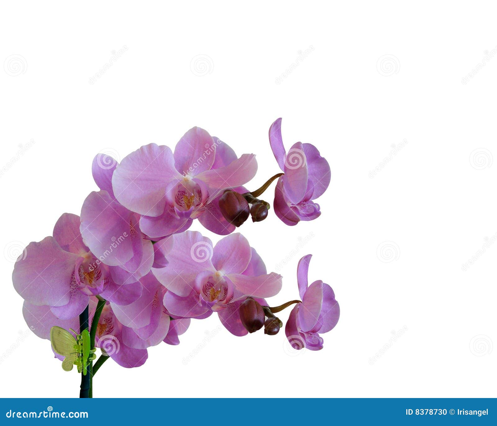 Orchids Floral Border Isolated on White Stock Illustration ...