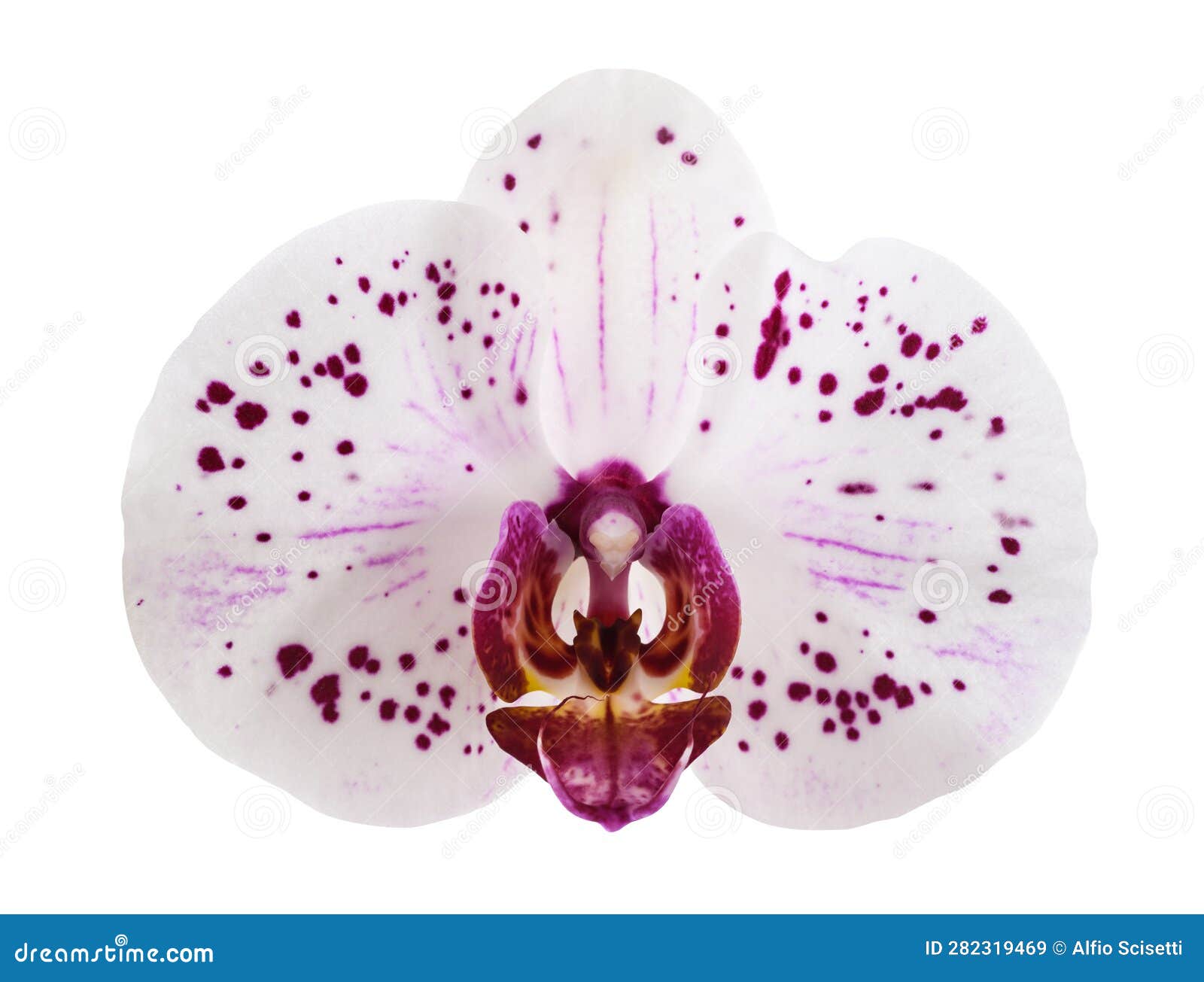 Orchids flower stock image. Image of elegant, bloom - 282319469
